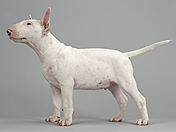 Kampfhund-Rassen - Hundegutachten | Richard Schwägerl